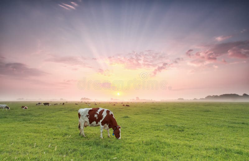 Cow Grazing on Pasture at Dramatic Sunrise Stock Image - Image of ...