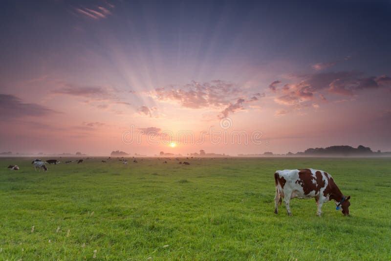 Cow Grazing on Pasture at Sunrise Stock Image - Image of blue, holland ...