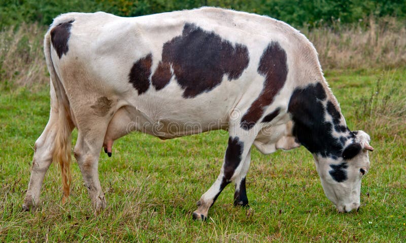 Cow grazing stock image. Image of grassland, milk, flock - 35768981