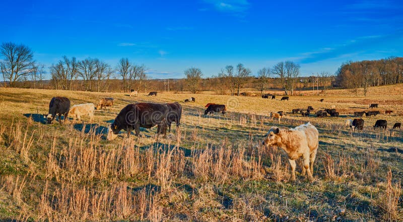 Cow Grazing at Sunset stock image. Image of cloud, green - 140297443