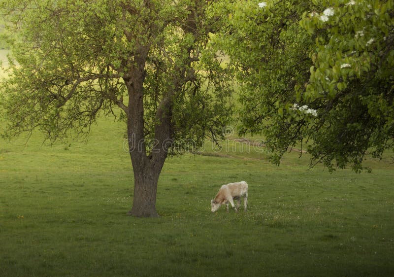 1,364 Cow Under Tree Stock Photos - Free & Royalty-Free Stock Photos ...