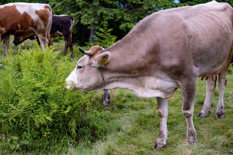 Cow grazing in the valley stock photo. Image of livestock - 192078056