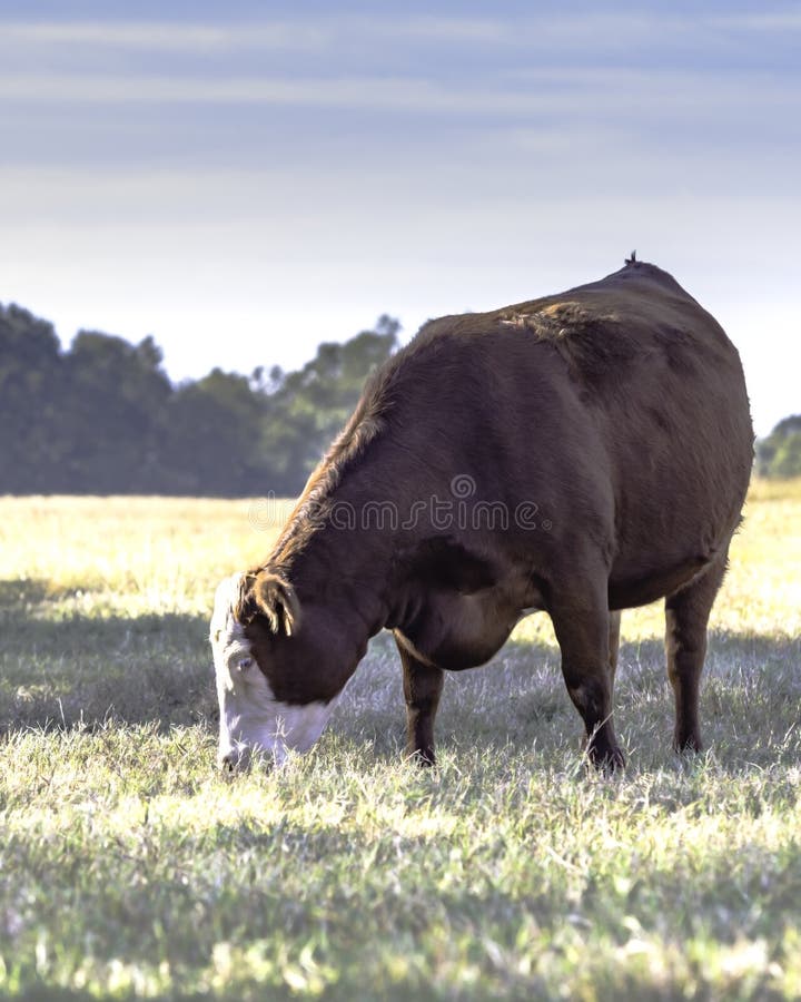 Cow grazing - vertical stock photo. Image of animals - 80901604
