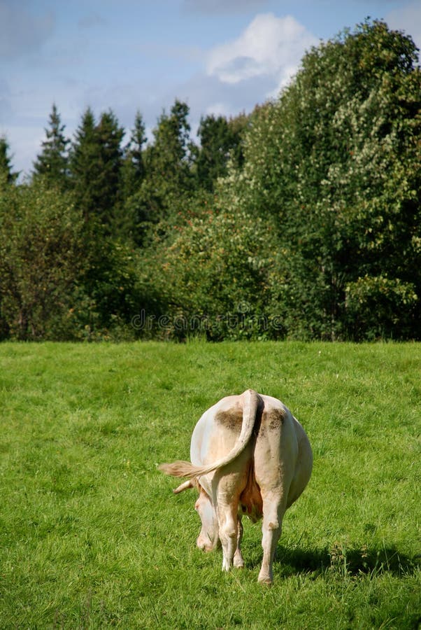 Cow on green stock photo. Image of eating, grass, grazing - 12488790