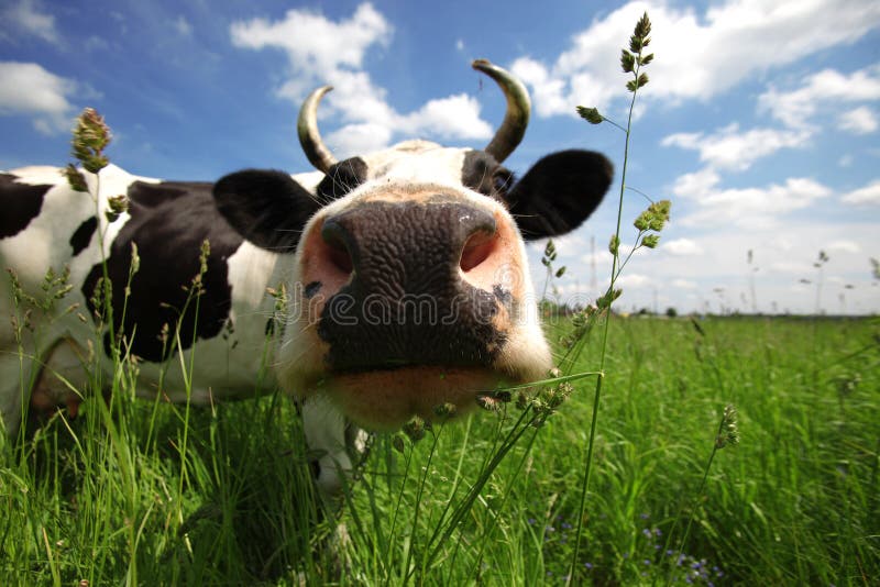 Cow in green field stock image. Image of farmland, pastoral - 10385269