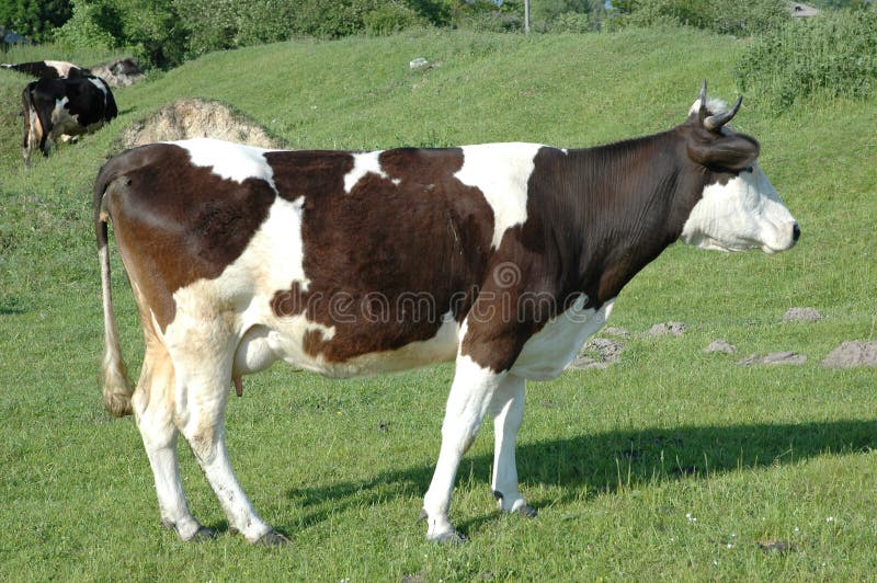 Cow on the green field 2 stock image. Image of milk, farm - 5589
