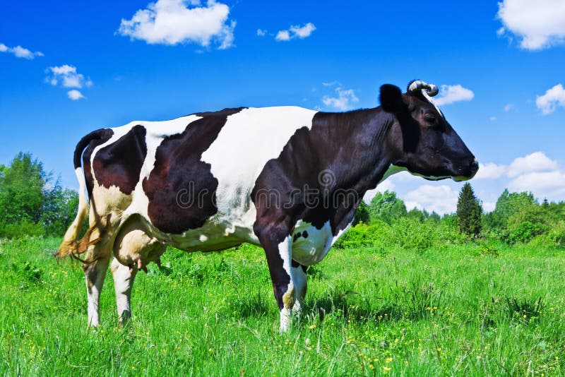 Cow on green field stock photo. Image of field, horizontal - 25376868