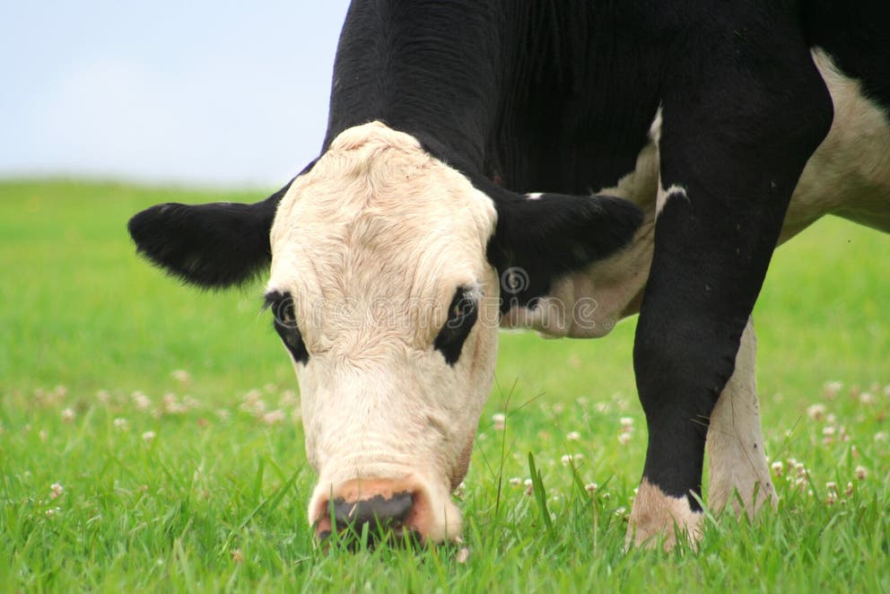 Cow in green field stock image. Image of eating, clouds - 350059