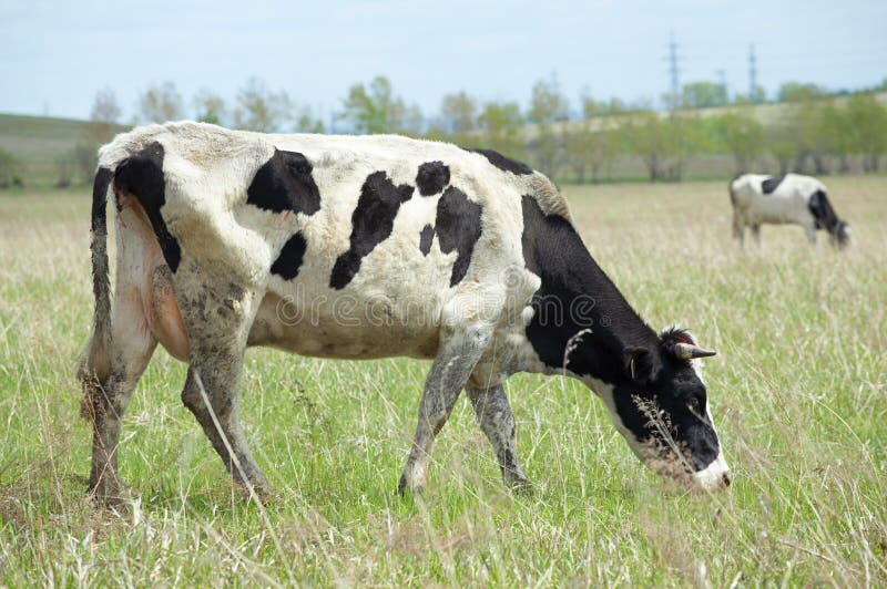 Cow Standing In Field Picture. Image: 8132778