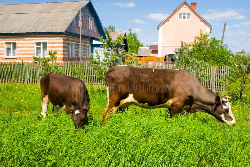 Cow in a green field stock image. Image of farm, country - 7309011