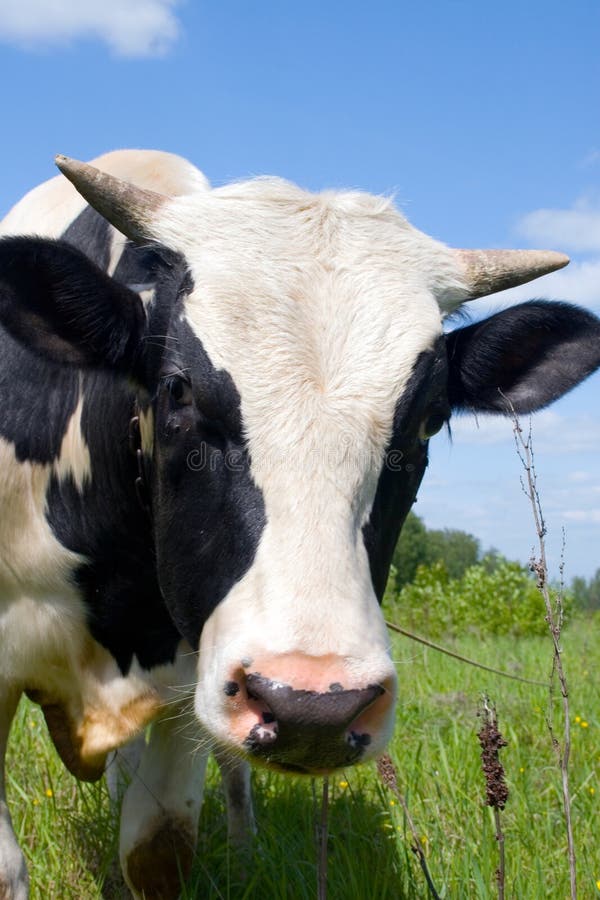 Cow in a green field stock photo. Image of grass, agriculture - 7309028