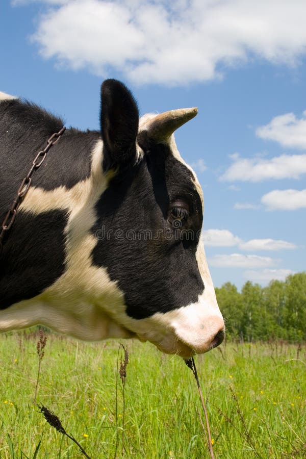 Cow in a green field stock photo. Image of animal, fresian - 7309078