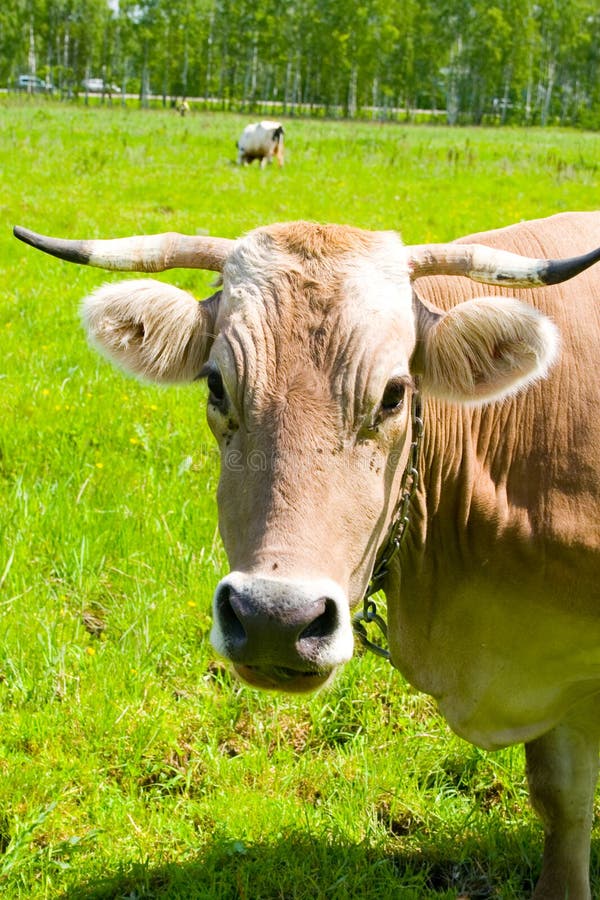 Cow in a green field stock image. Image of country, heffer - 7309097