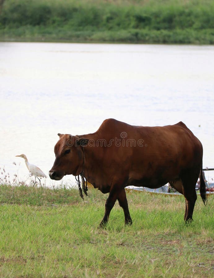 A cow by the river stock image. Image of wildlife, agriculture - 236726245