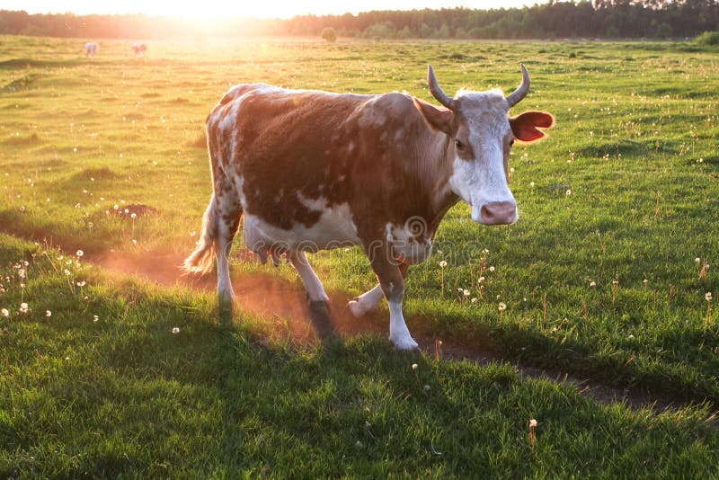 Cow in green field stock image. Image of grassy, animal - 74364905