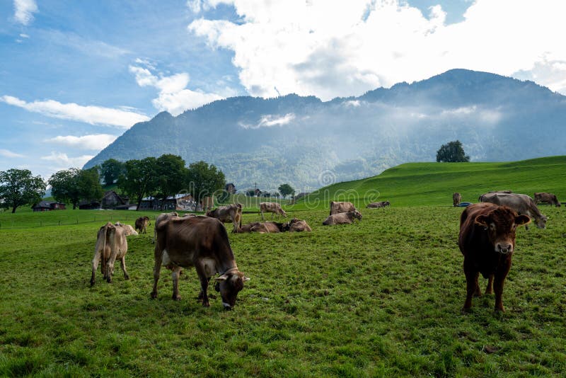 Cow In A Green Field By The Water In Sweden Cattle Grazing In A Field Cows On Green Grass In A