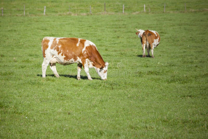 Cow in the green grass stock photo. Image of milk, animal - 106317380