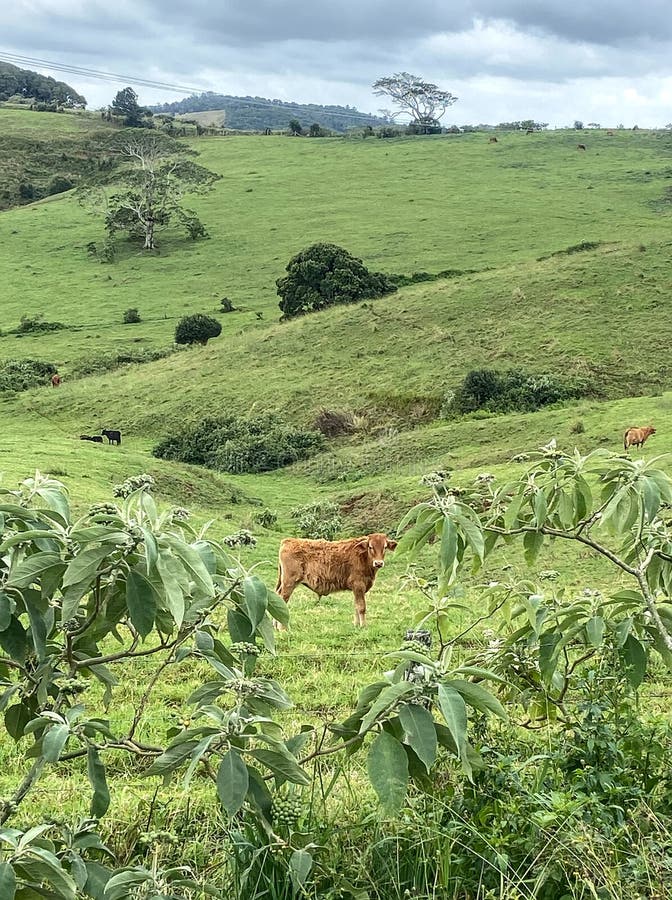 Cow in a Green, Hilly Paddock Stock Photo - Image of jungle, tree ...