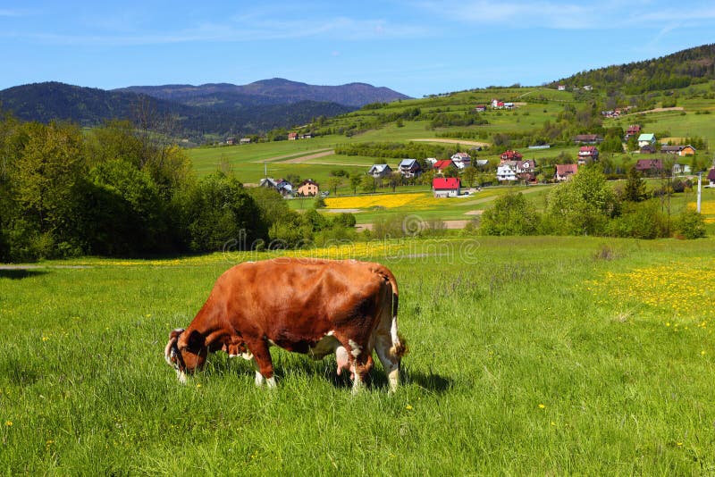 Cow on green meadow stock image. Image of land, green - 25731893