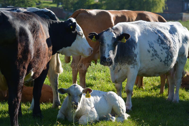 Cow group stock image. Image of cows, colours, field - 41522201