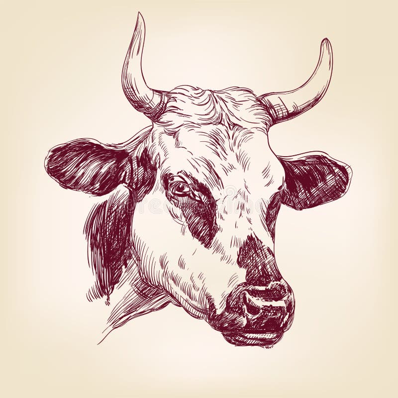Bull Vector Llustration Realistic Sketch Stock Vector - Illustration of ...