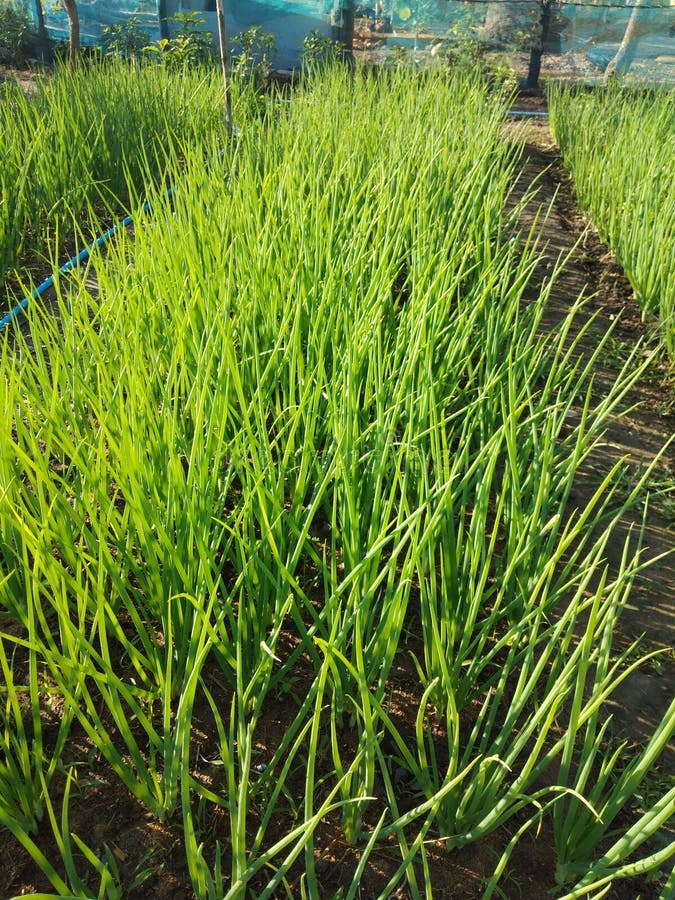 Green Onion Plots Ready for Harvesting Stock Image - Image of onion ...