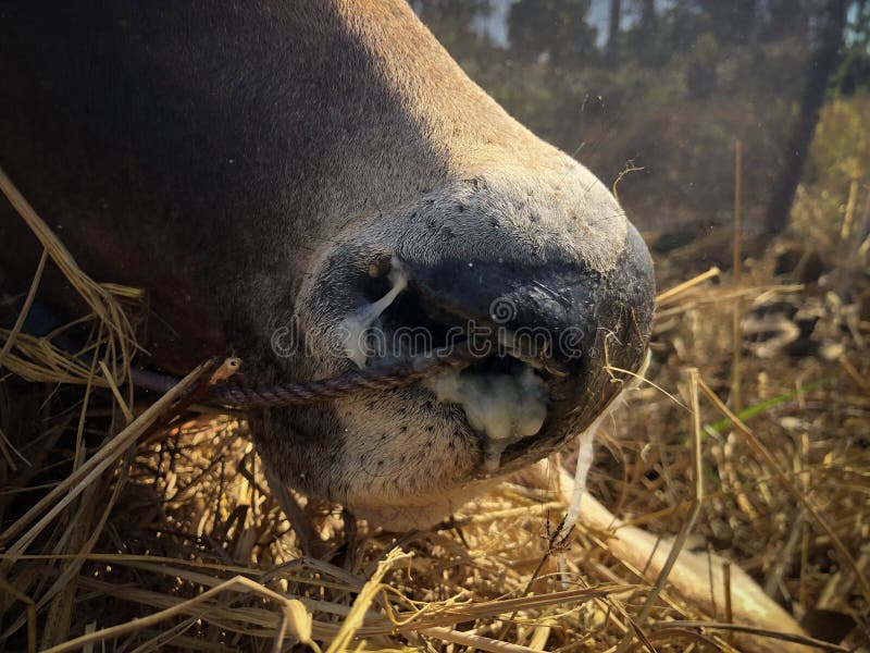 Cow Has a Fever and a Runny Nose Stock Image - Image of medicine, care ...