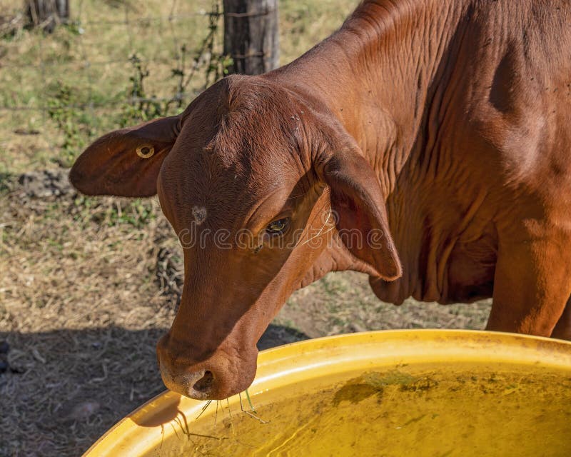 Cow Drinking Water stock photo. Image of water, livestock - 225807216