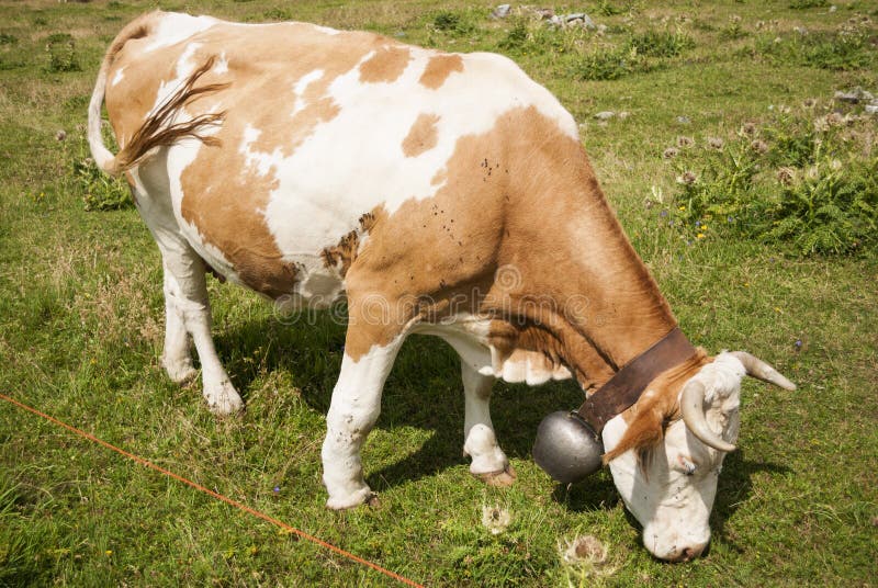 Cow stock photo. Image of lunch, mountain, brindled - 79537078
