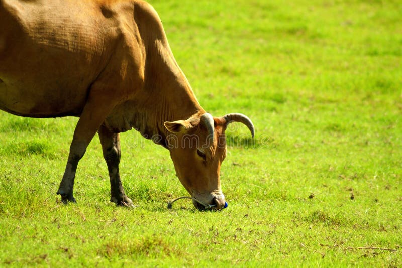 Cow having lunch stock photo. Image of farming, nature - 98997386