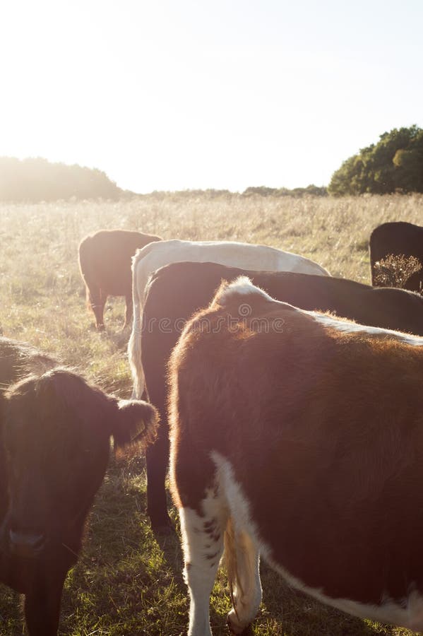 A Cowboy with Two Cows Eating Stock Illustration - Illustration of ...