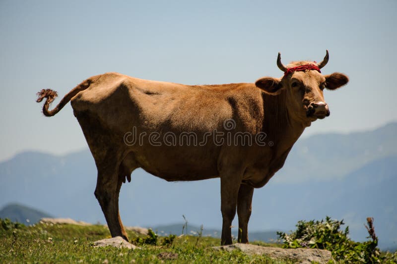 Cow with Head Bandage Standing in the Mountains Stock Photo - Image of ...