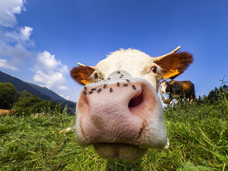 Cow head close-up stock photo. Image of brown, farm - 126104952