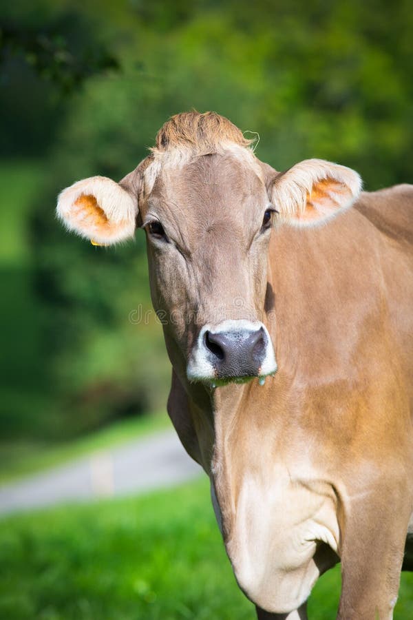 Australian Beef Cattle Herd Stock Image - Image of animal, brahman ...