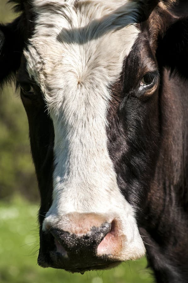 Cow head closeup stock image. Image of horn, front, nose - 40172119