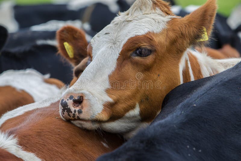 Cow stock image. Image of cows, coming, black, team, curious - 47953637