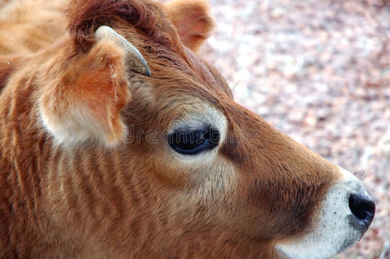 Cow head portrait stock photo. Image of sorrowful, freezing - 33153502