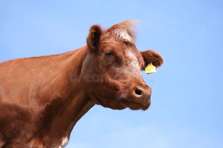 Cow head shot stock photo. Image of cattle, dairy, domesticated - 2778846