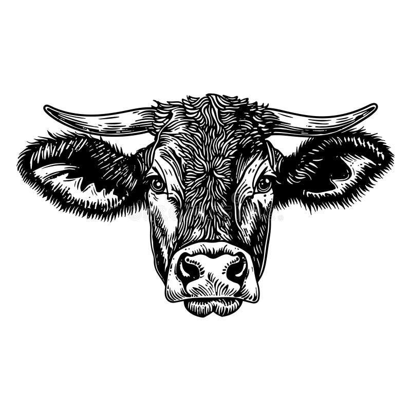 Cow Head Sketch Illustration. Engraving Style Isolated Vector ...