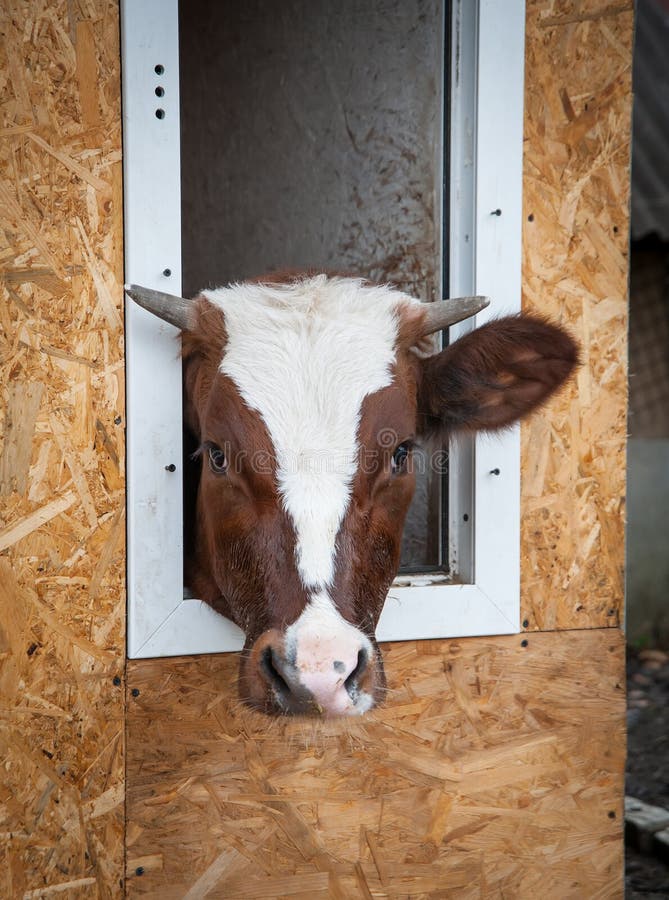 Cow head in the window stock image. Image of cowshed - 114853531