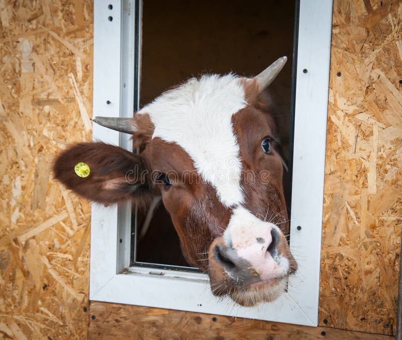 Cow head in the window stock image. Image of cowshed - 114853531
