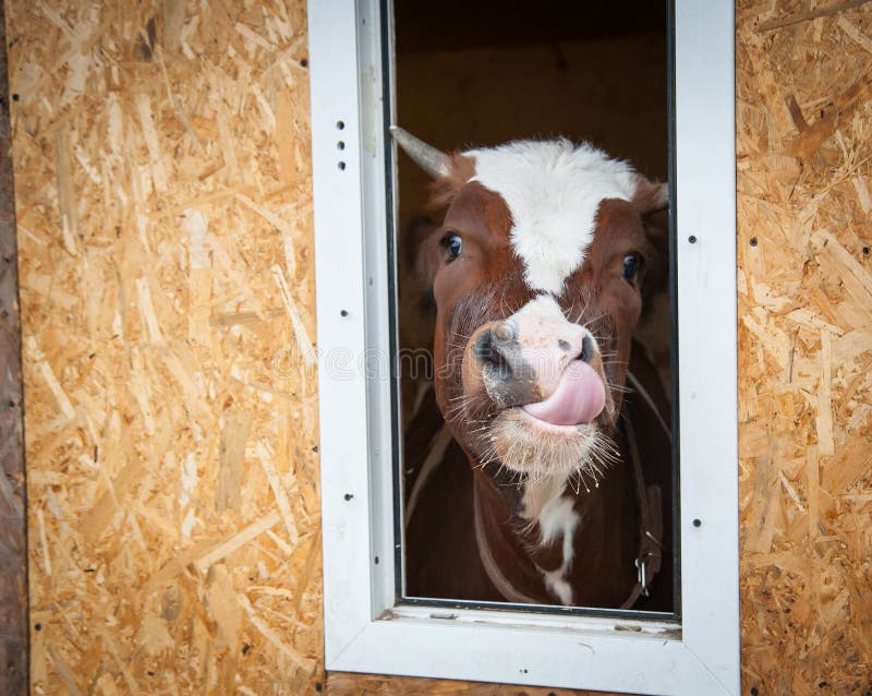 Cow head in the window stock image. Image of meat, breed - 114853579