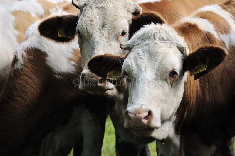 Cow heads stock photo. Image of pasture, rural, herd - 10926778