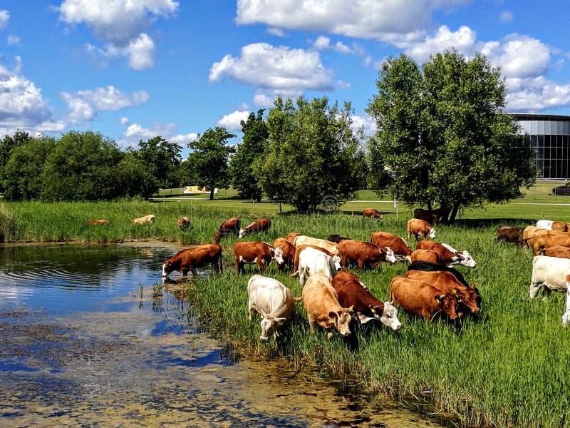 Cow heard stock image. Image of heard, summer, cows - 122847835