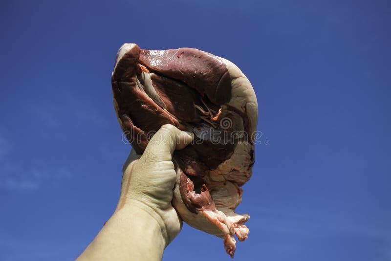 373 Cow Raw Heart Photos - Free & Royalty-Free Stock Photos from Dreamstime