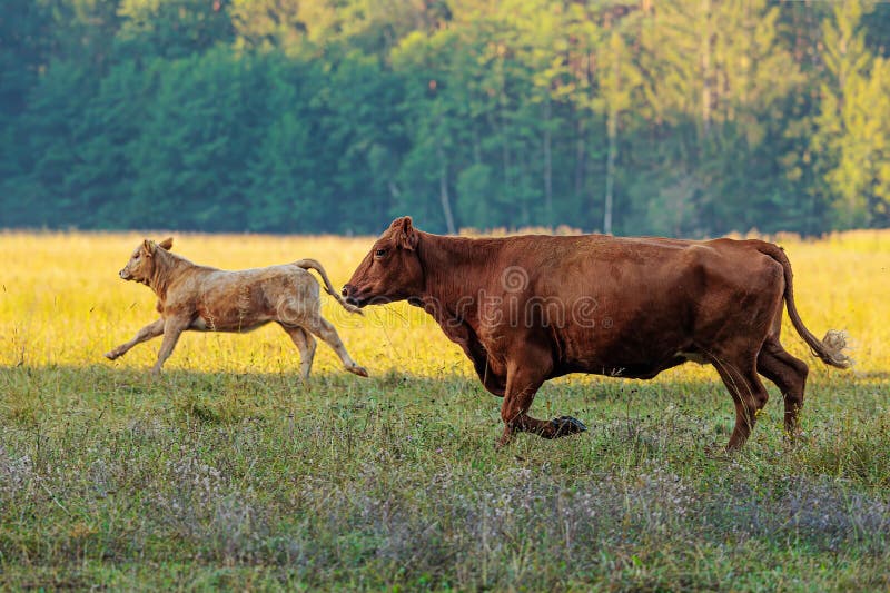 A Cow and Her Calf Running through the Pasture after the Herd Stock ...