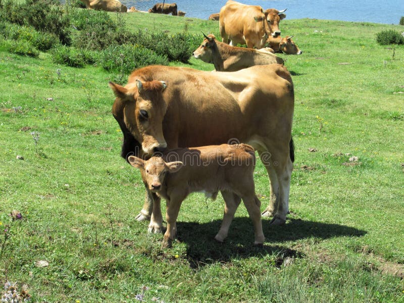 A cow with her calf stock image. Image of mammal, field - 257543385