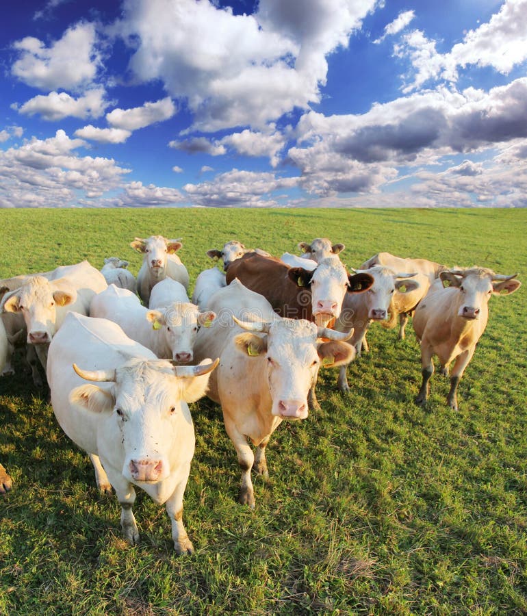 Herd of cattle stock image. Image of agricultural, food - 47860805