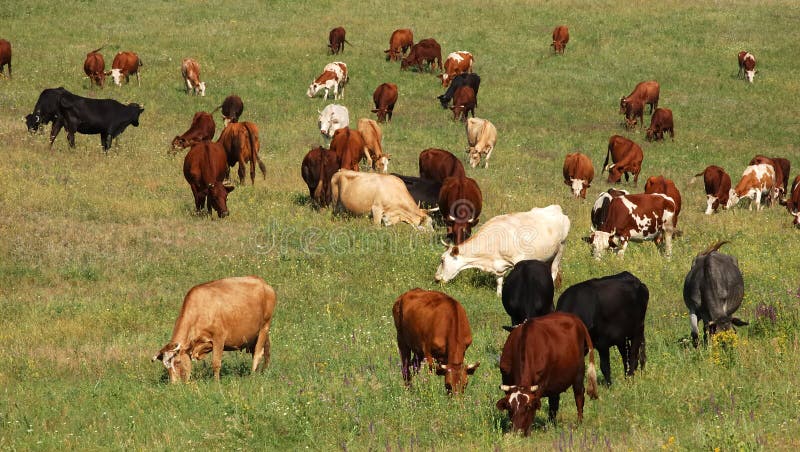 Cow herd stock photo. Image of cattle, beef, herd, drove - 3007170