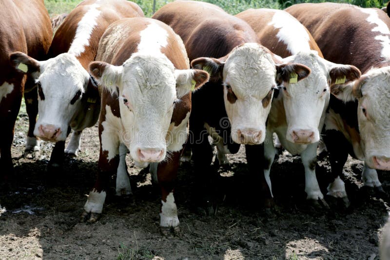 Cow herd stock photo. Image of farmland, live, fresh, dairy - 4754654